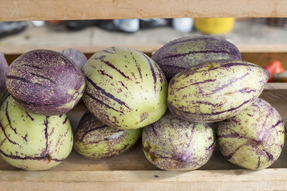 Útulně.cz | Exotické pepino ozvláštní váš interiér i terasu nebo balkón